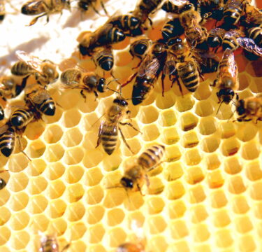 beeko Project Management Platform – End-To-End Project Management Solution